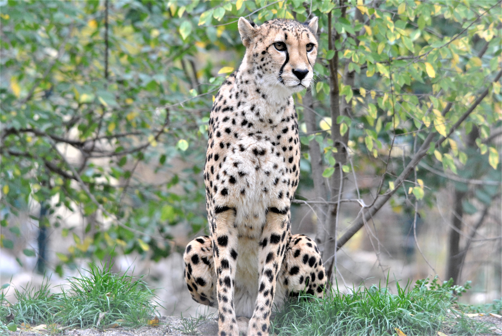 Immer wachsam Foto & Bild | tiere, zoo, wildpark & falknerei, säugetiere Bilder auf fotocommunity