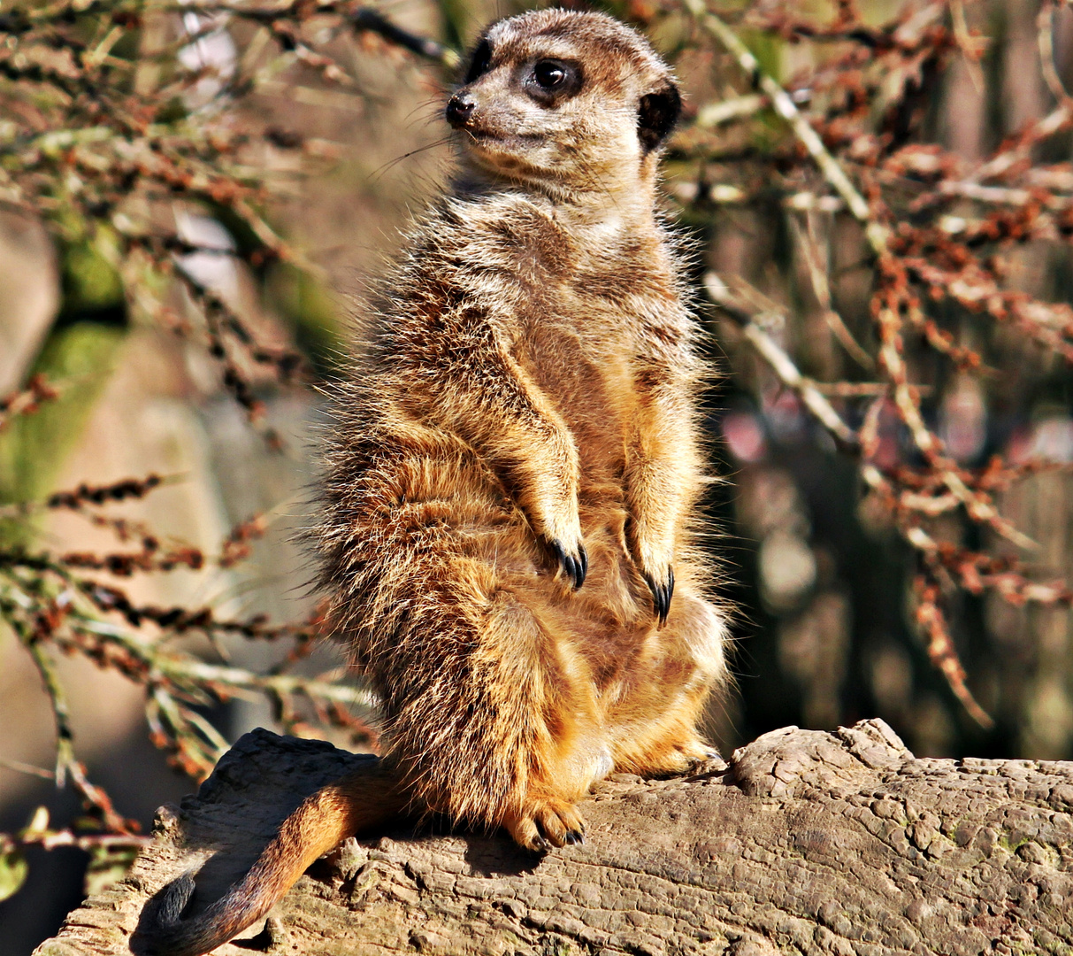 Immer wachsam... Foto & Bild | tiere, wildlife, säugetiere Bilder auf fotocommunity