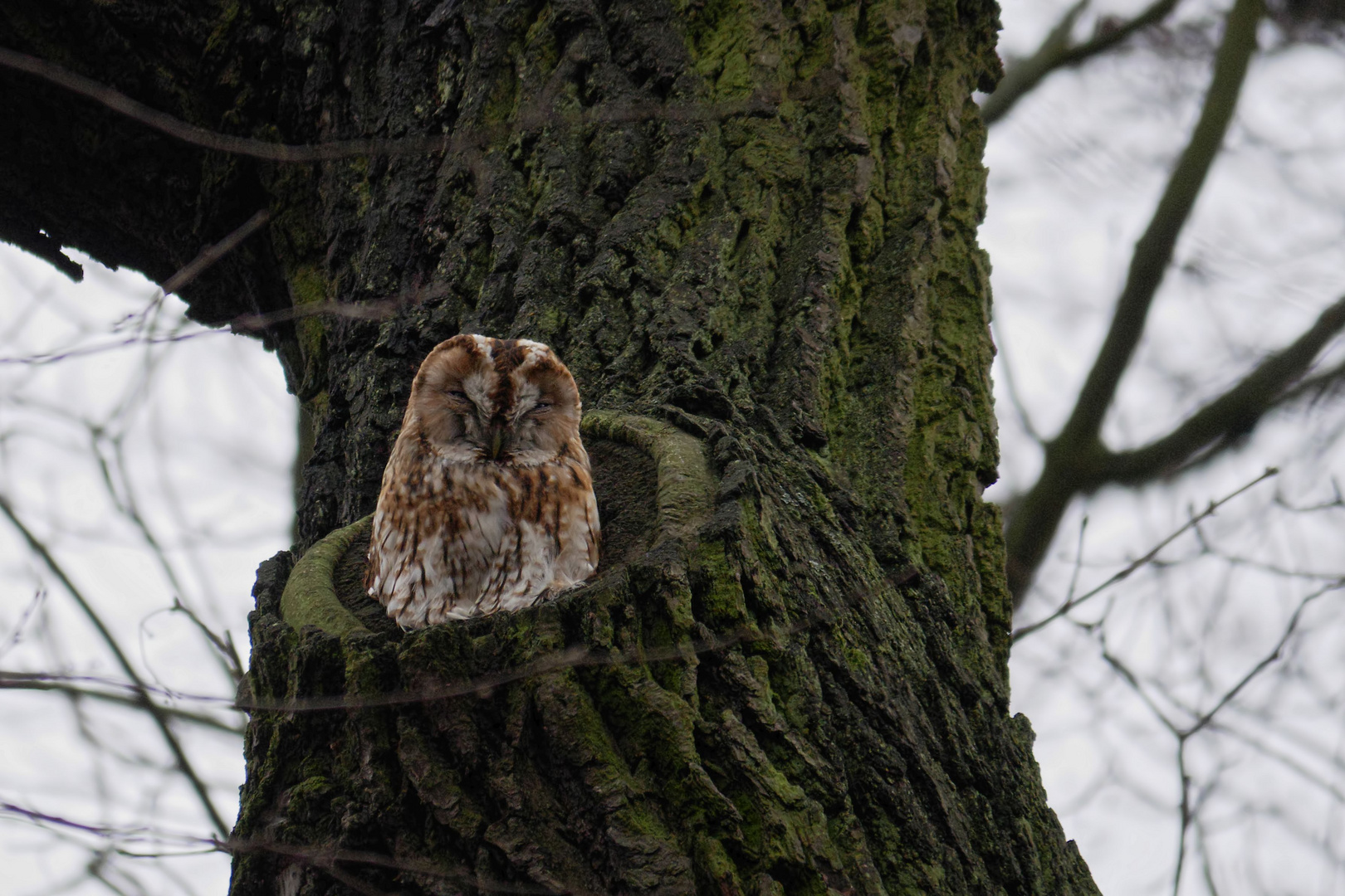 immer wachsam ... Foto & Bild | natur, tiere, vögel Bilder auf fotocommunity