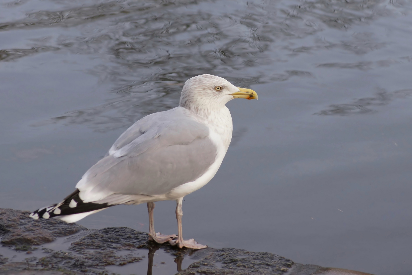 Immer wachsam Foto & Bild | tiere, wildlife, wild lebende vögel Bilder auf fotocommunity