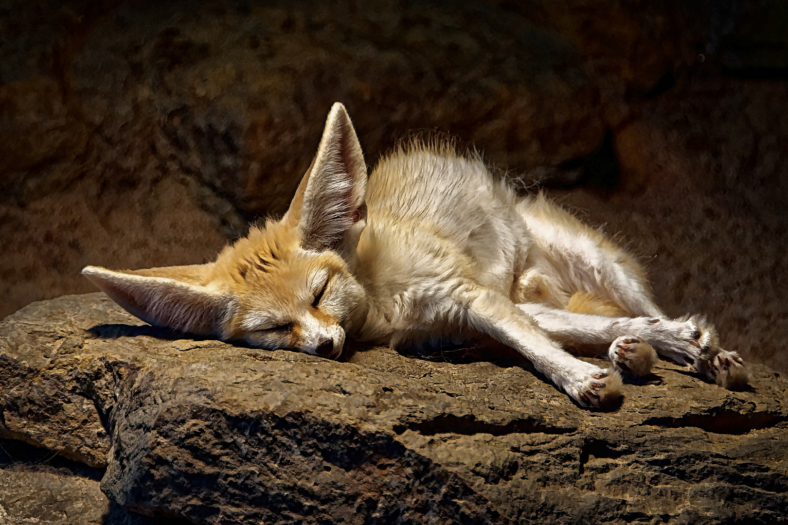 immer wachsam Foto & Bild | zoo, tiere, raubtiere Bilder auf fotocommunity