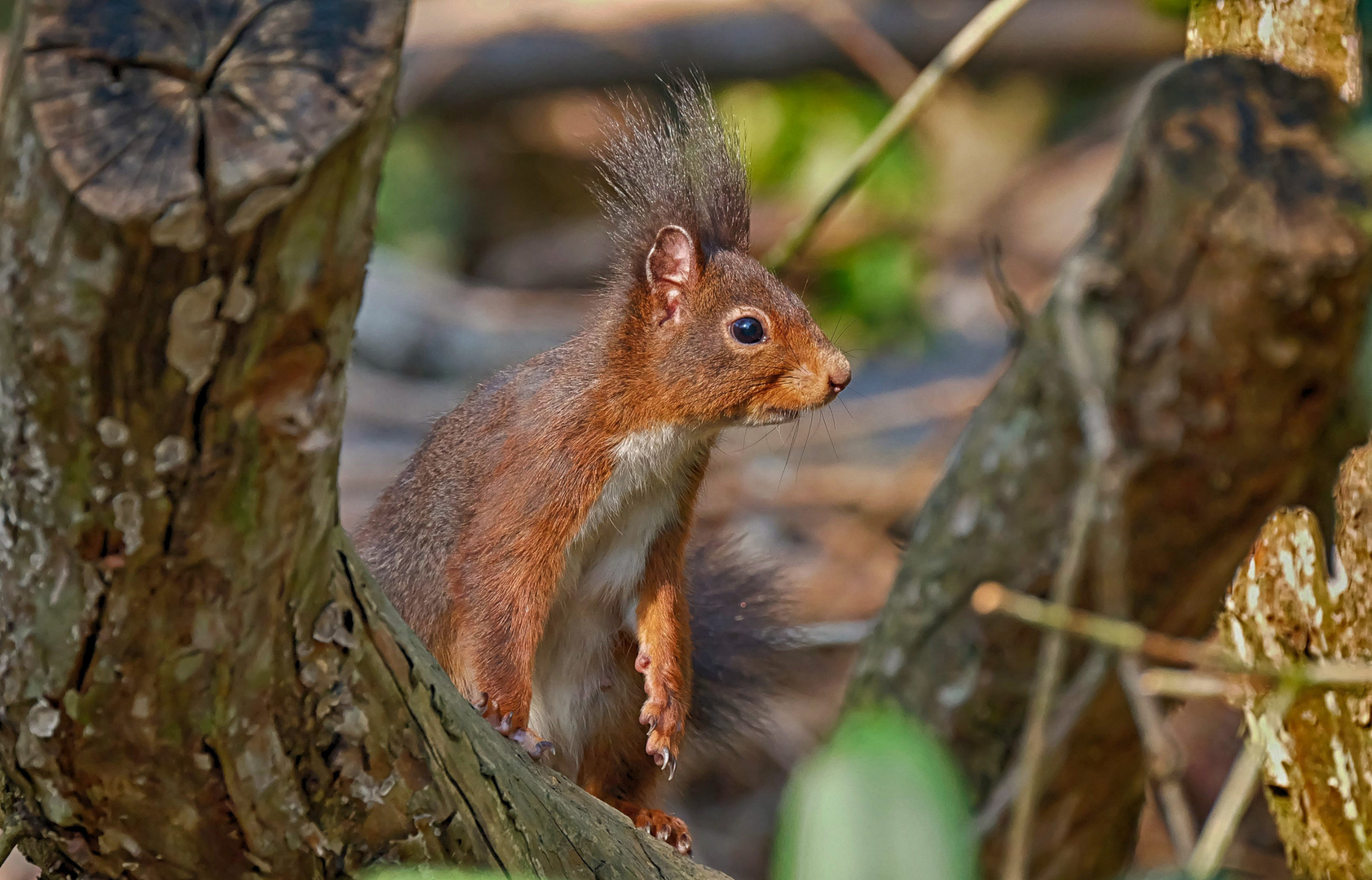 Immer wachsam Foto & Bild | tiere, wildlife, säugetiere Bilder auf fotocommunity