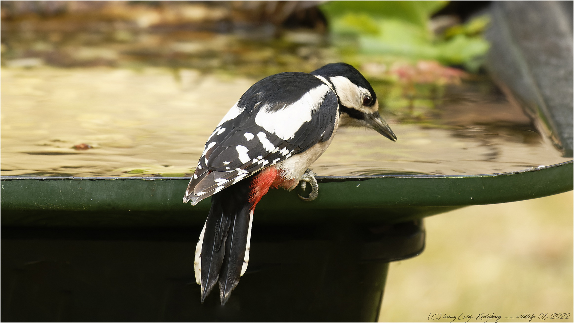 immer wachsam bleiben Foto & Bild | tiere, wildlife, wild lebende vögel Bilder auf fotocommunity