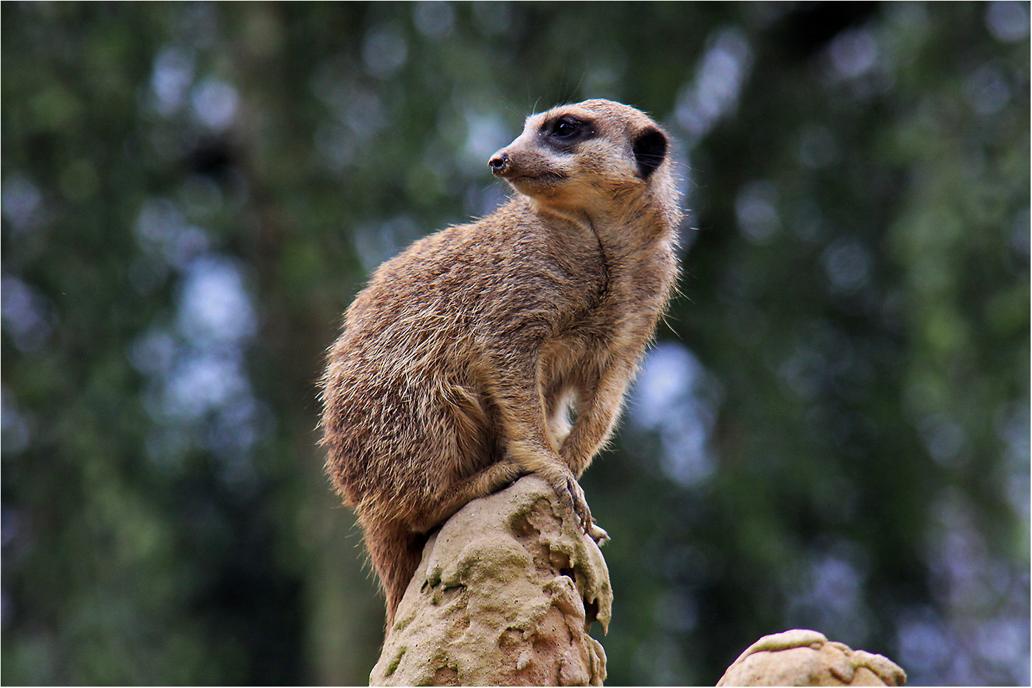 Immer wachsam Foto & Bild | natur, cool, tiere Bilder auf fotocommunity