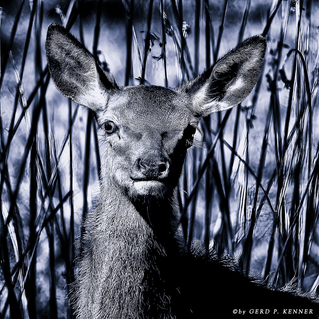 Immer wachsam Foto & Bild | tiere, monochrom, bearbeitungs - techniken Bilder auf fotocommunity