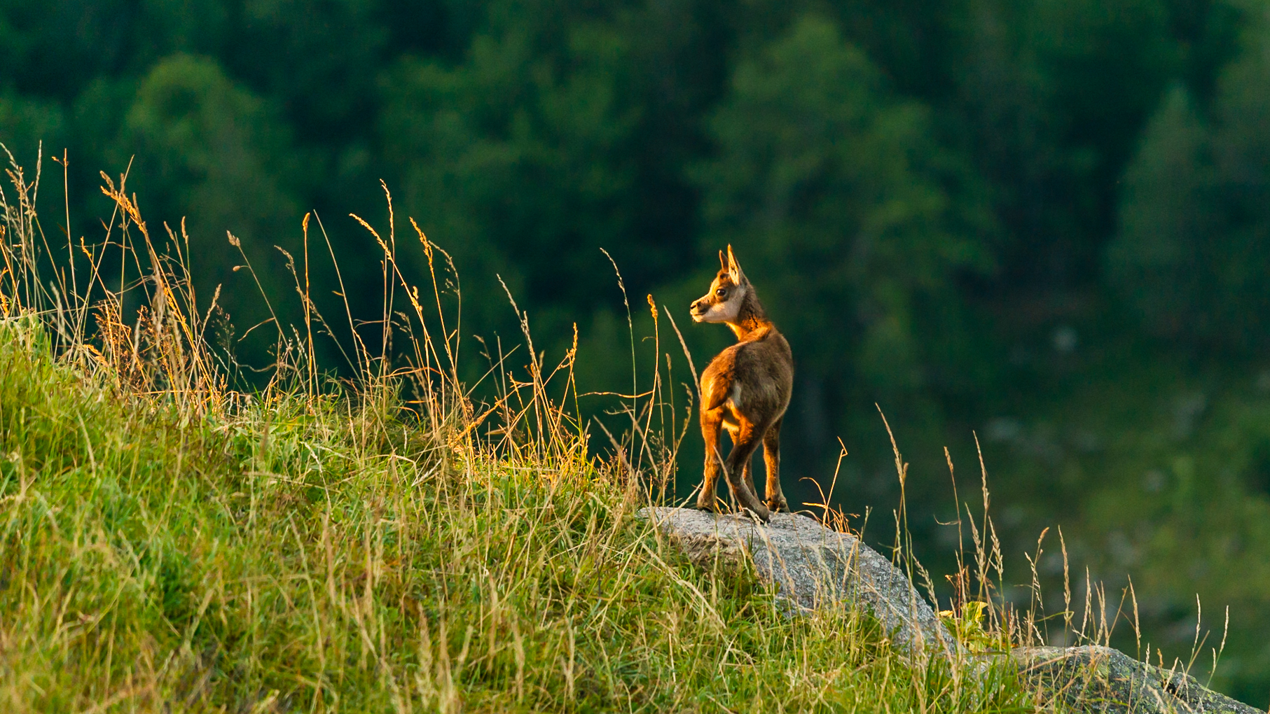 Immer Wachsam Foto & Bild | tiere, wildlife, wildlife: sonstige tiere Bilder auf fotocommunity