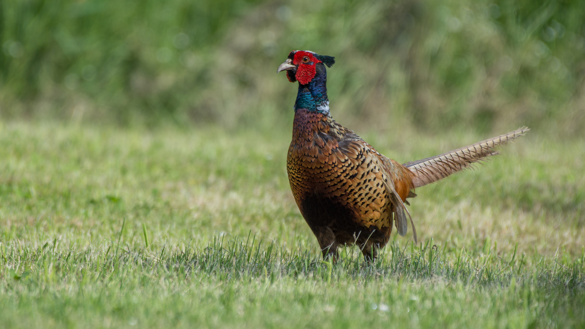 ...immer wachsam Foto & Bild | stillleben, tiere, wildlife Bilder auf fotocommunity