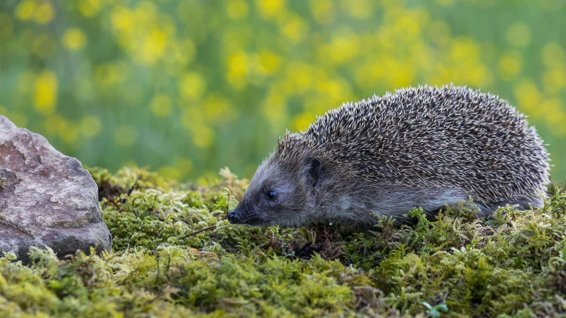 Immer wieder schön... Foto & Bild | frühling, natur, europa Bilder auf ...