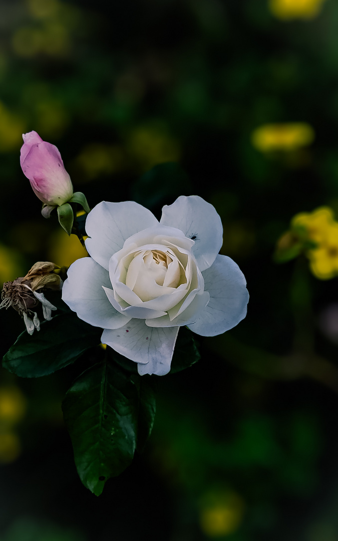 Immergrüne Rose Rosa sempervirens Foto & Bild | natur-makros, natur ...