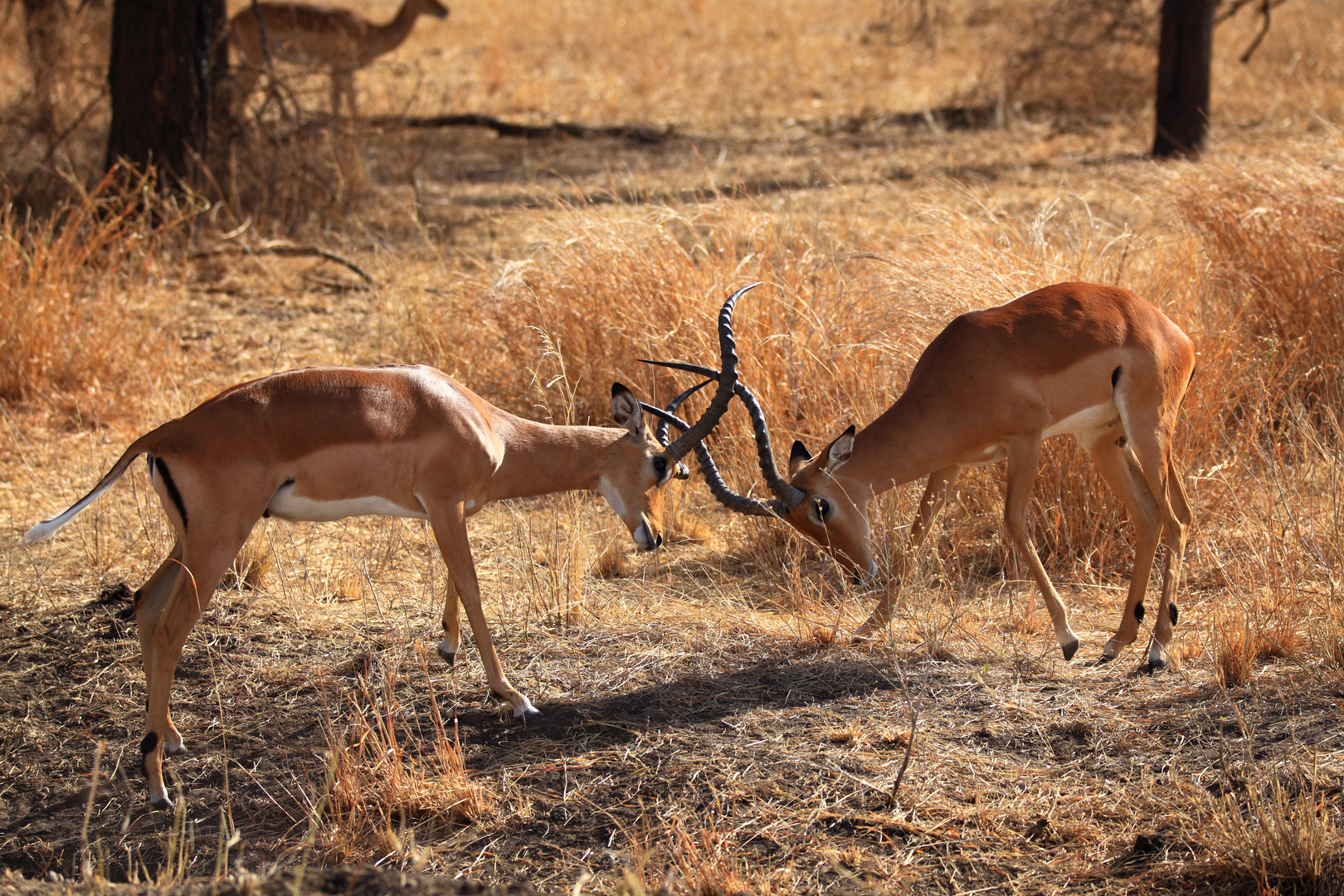 Impala Antilopen Foto & Bild | tiere, wildlife, säugetiere Bilder auf ...