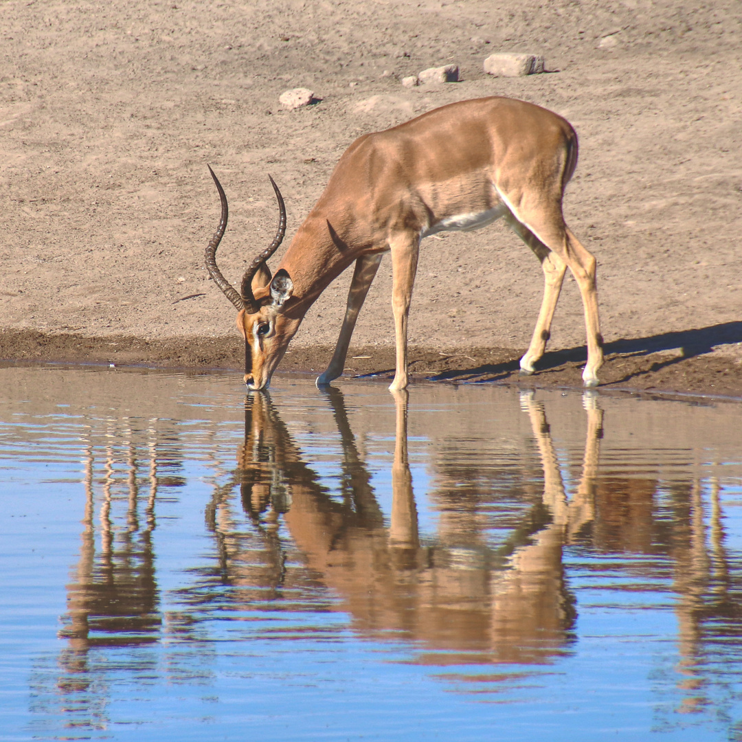 Impala Foto & Bild | world, spezial, natur Bilder auf fotocommunity