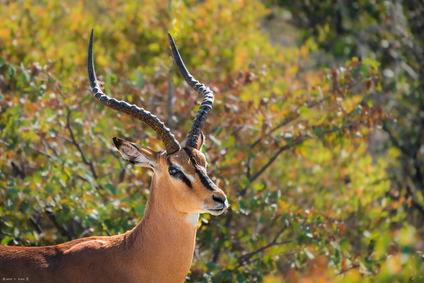 Impala Foto & Bild | africa, southern africa, namibia Bilder auf ...