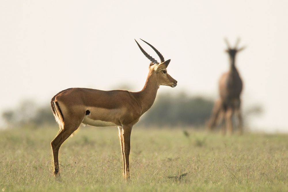 Impala Foto & Bild | tiere, wildlife, säugetiere Bilder auf fotocommunity