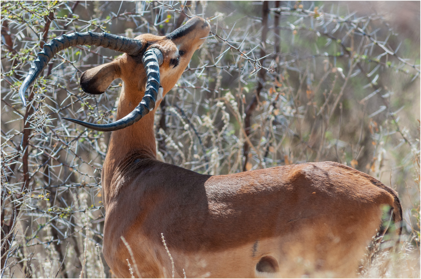 "Impala" - Etosha - Namibia Foto & Bild | africa, southern africa ...