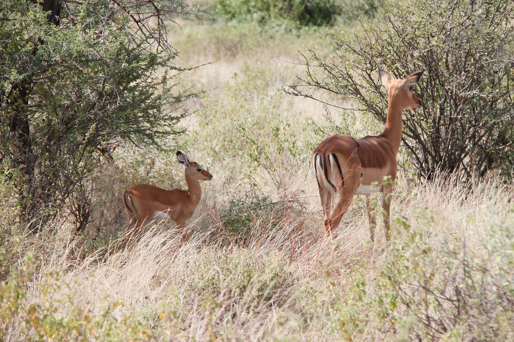 Impala - Weibchen mit Jungem - Bild 1 Foto & Bild | natur, paarhufer ... Impala - Weibchen mit Jungem - Bild 1 Foto & Bild | natur, paarhufer ...
