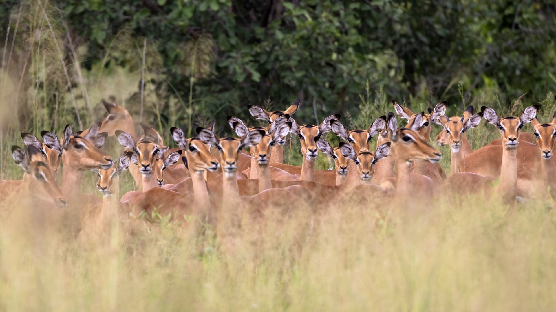 Impalas... Foto & Bild | africa, southern africa, tiere Bilder auf ...