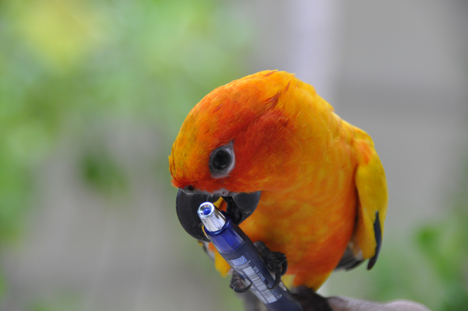 ...imported but wild.... Foto & Bild | tiere, wildlife, wild lebende ...