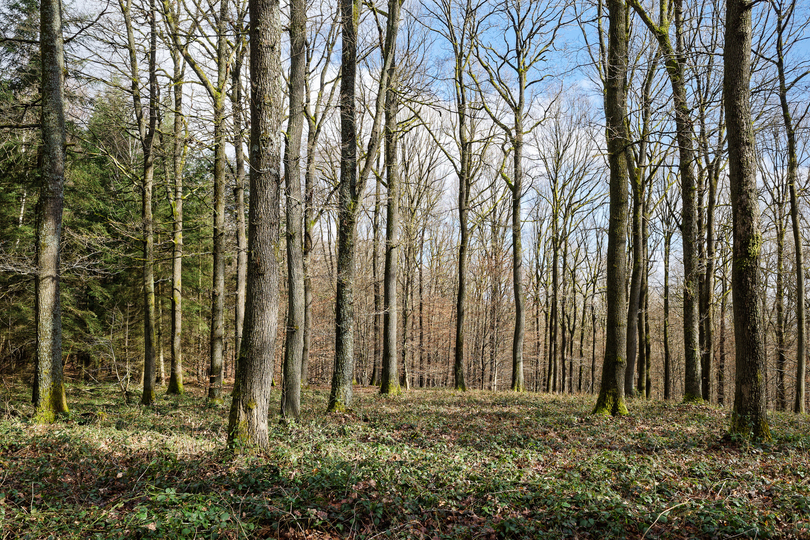 Impressionen im Eichenwald Foto & Bild | wald, bäume, winter Bilder auf ...