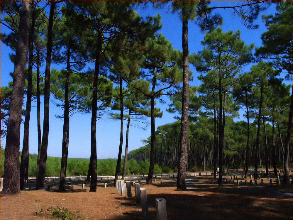 Impressions de la forêt landaise - 7 -- Parking hors saison photo et ...