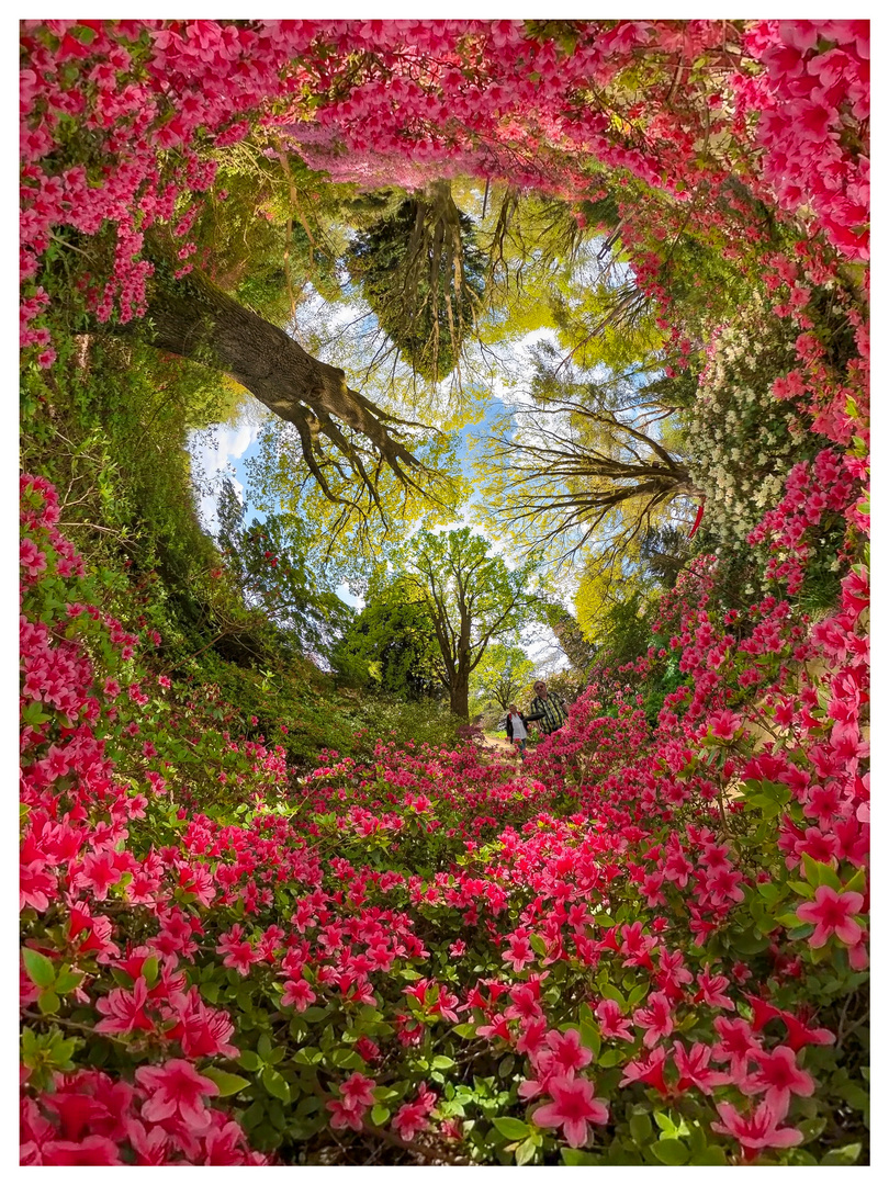 In Azaleen rundum unterwegs Foto & Bild | frühling, garten ...