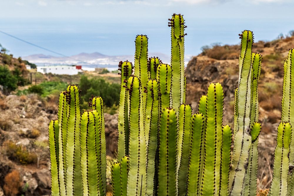 In bester Lage Foto & Bild | europe, canary islands die kanaren, spain ...