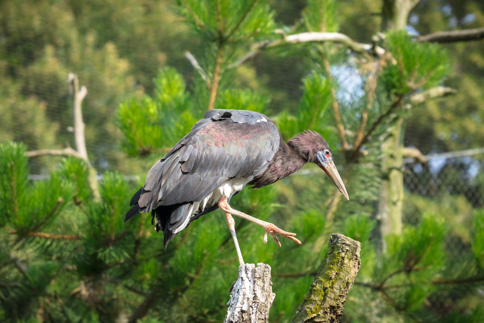 In Bewegung Foto & Bild | tiere, zoo, wildpark & falknerei, vögel ...