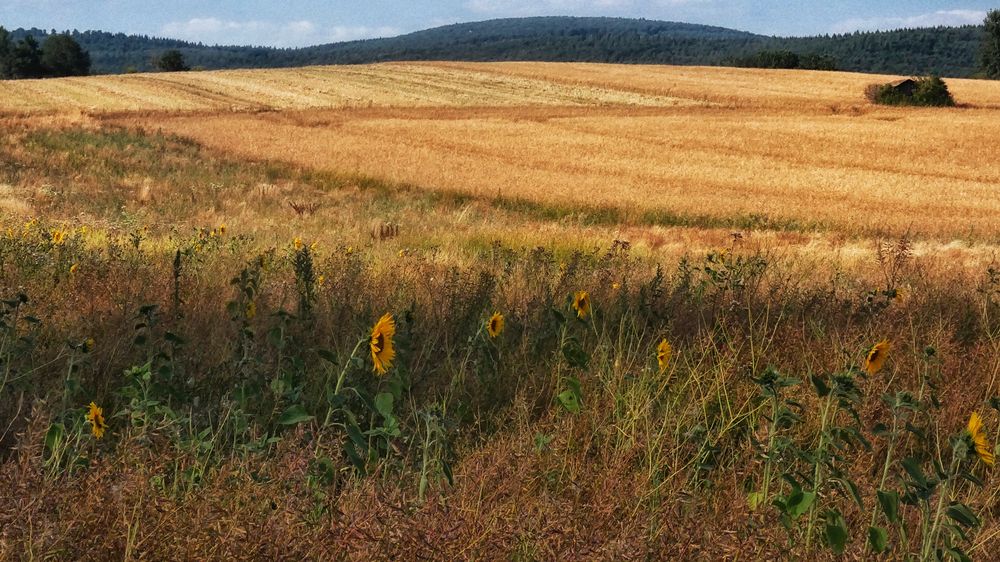 In den Feldern ... Foto & Bild | felder, natur, landschaft Bilder auf ...