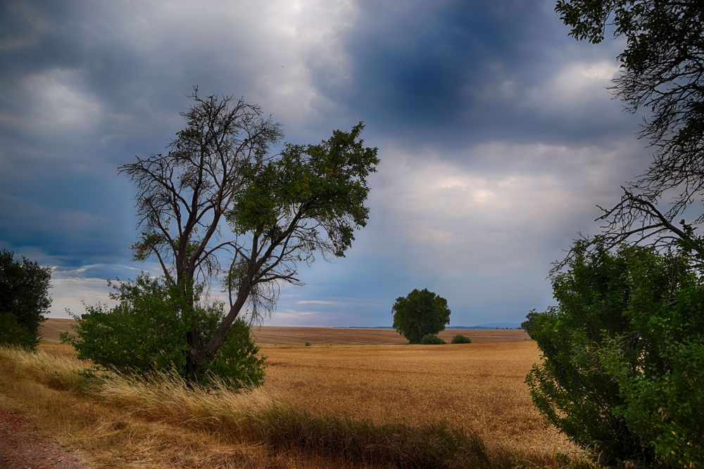 in den Feldern 3 Foto & Bild | felder, natur, landschaft Bilder auf ...