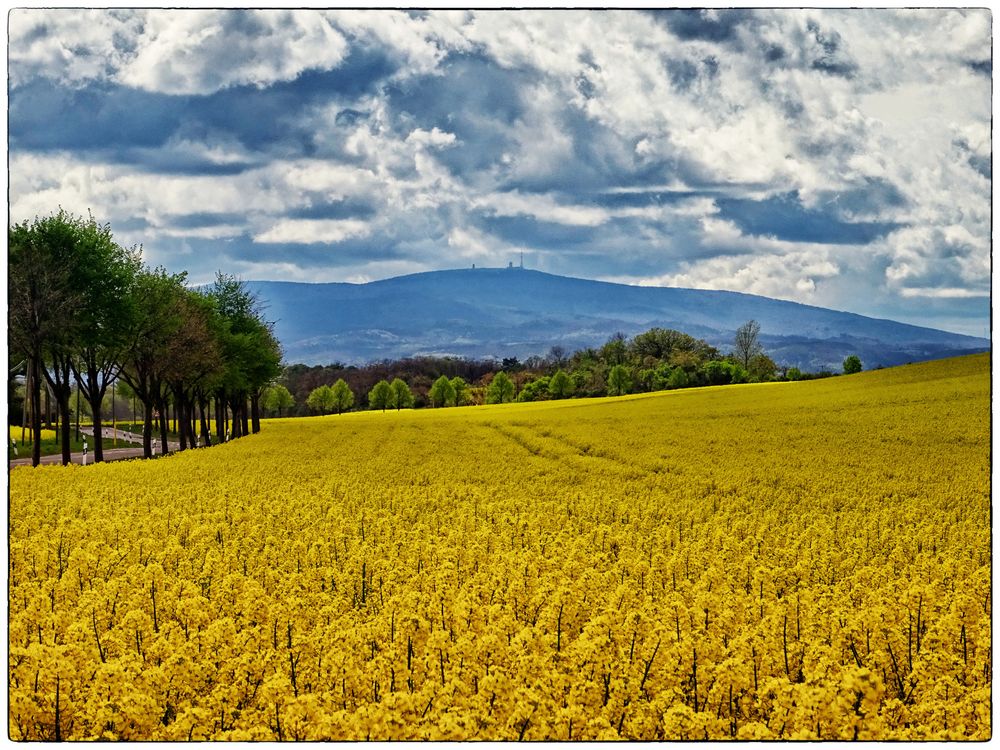 in den Feldern Foto & Bild | frühling, felder, natur Bilder auf ...