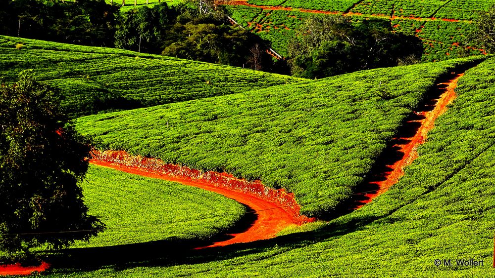In den Teeplantagen von Lujeri, Süd-Malawi. (2017) Foto & Bild | natur ...