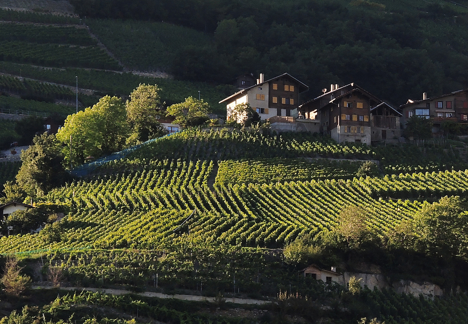 In den Walliser Reben Foto & Bild | europe, schweiz & liechtenstein, kt ...