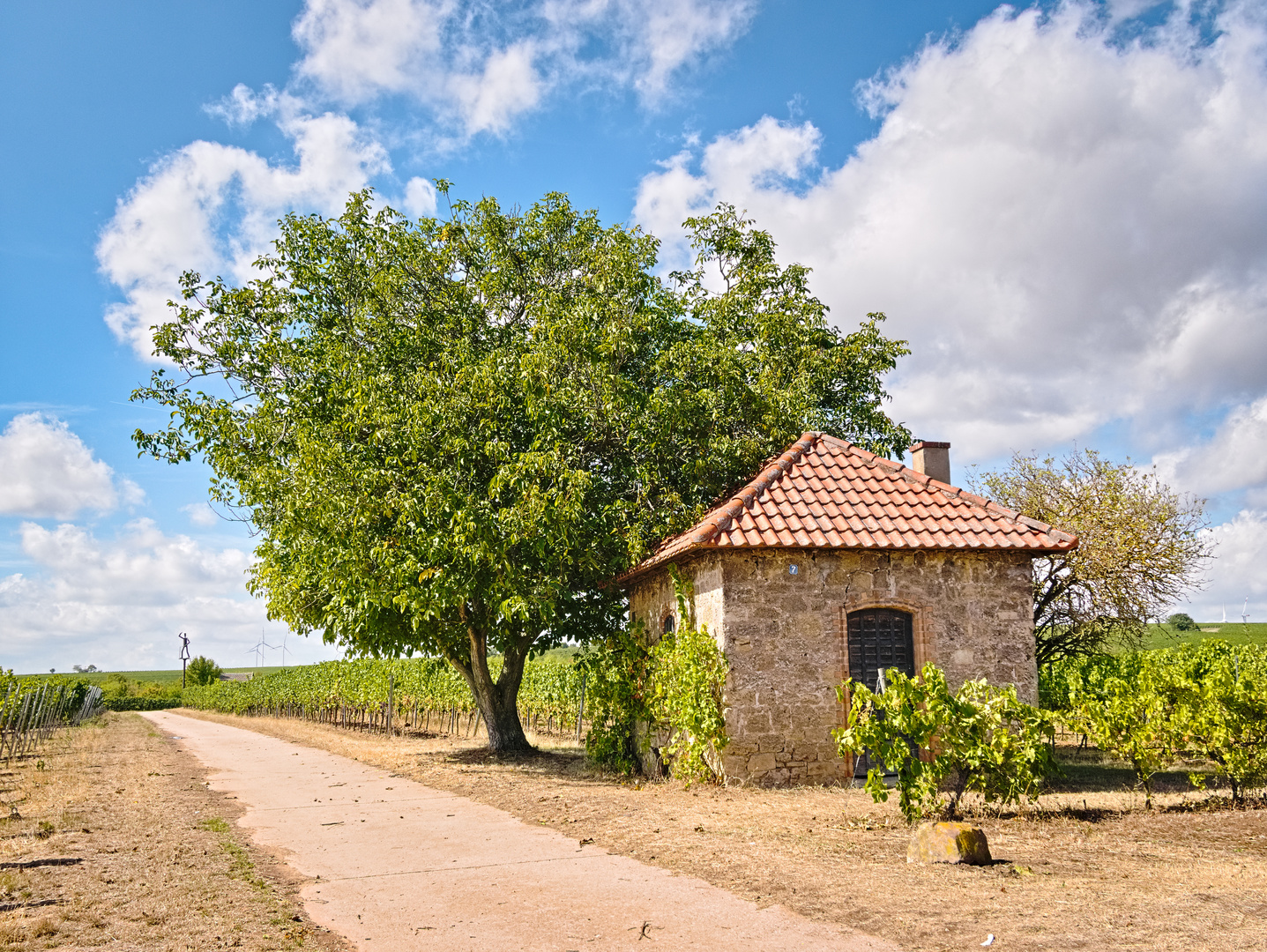 In den Weinbergen von Alzey Foto & Bild | landschaft ...