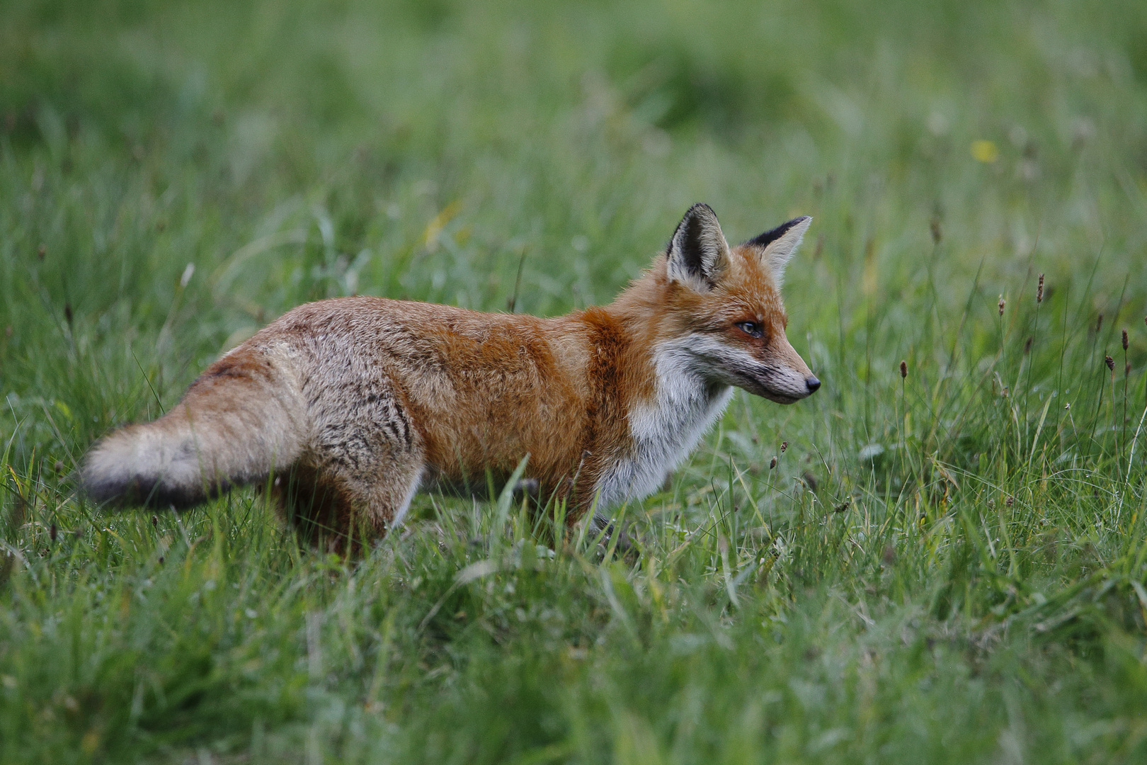 In den Wiesen Foto & Bild | red, wiese, natur Bilder auf fotocommunity