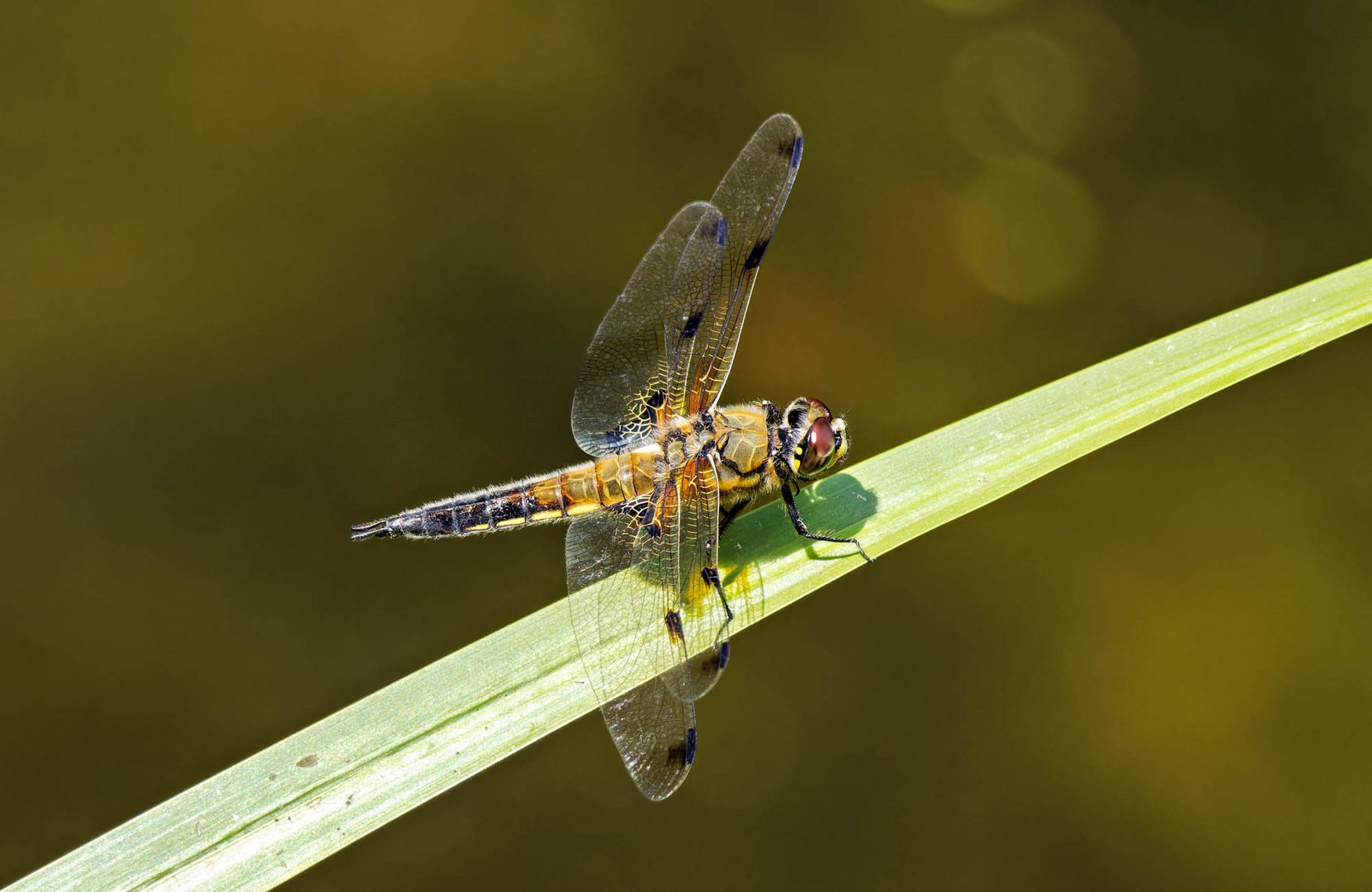In der... Foto & Bild | tiere, wildlife, libellen Bilder auf fotocommunity