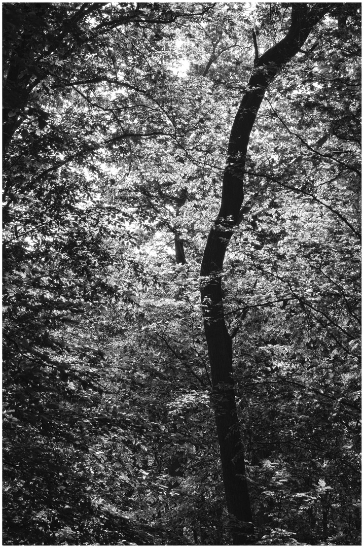 In der Bulau Foto & Bild | spezial, wald, bäume Bilder auf fotocommunity