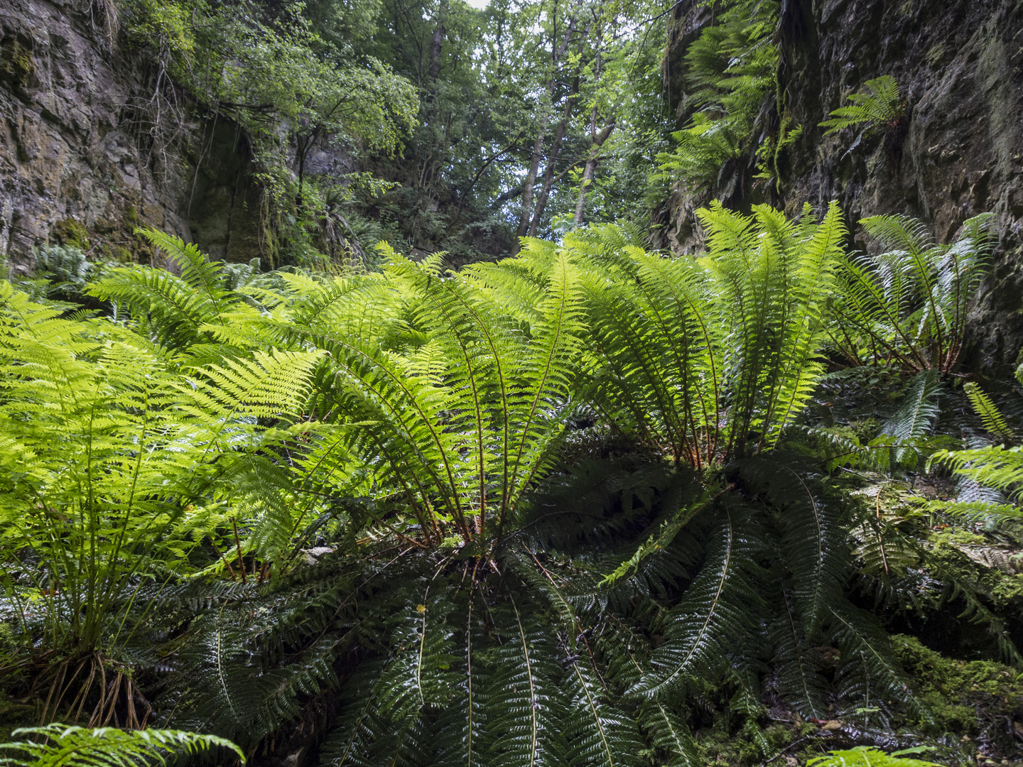 In der Doline Foto & Bild | landschaft, lebensräume, sommer Bilder auf ...