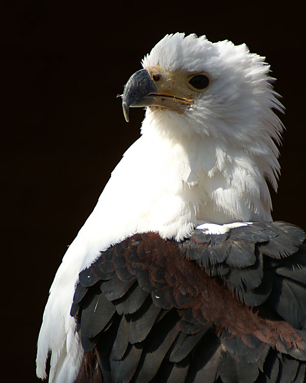 In der Falknerei Foto & Bild | tiere, zoo, wildpark & falknerei, vögel ...