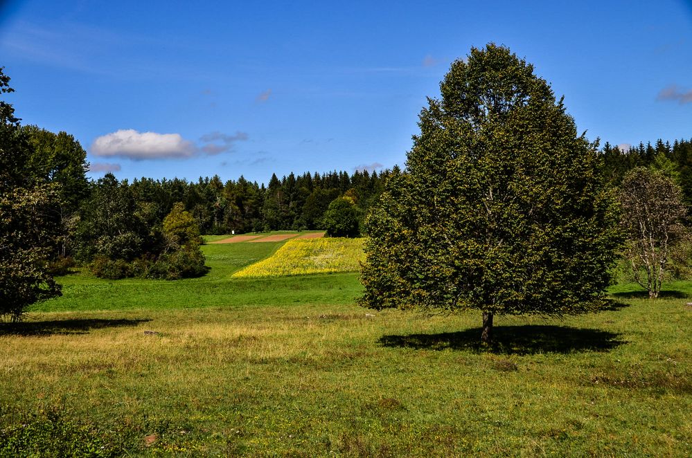 In der Ferne Foto & Bild | natur, landschaft, blüten Bilder auf ...
