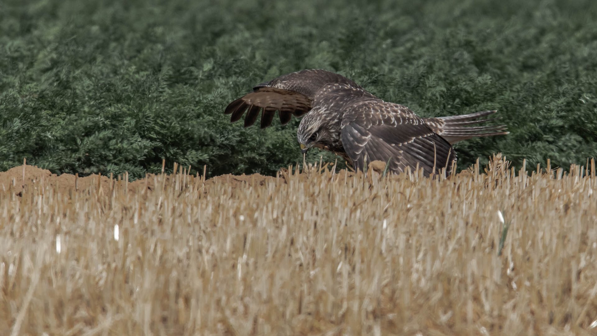 In der Furche Foto & Bild | animaux, animaux sauvages, oiseaux Bilder ...