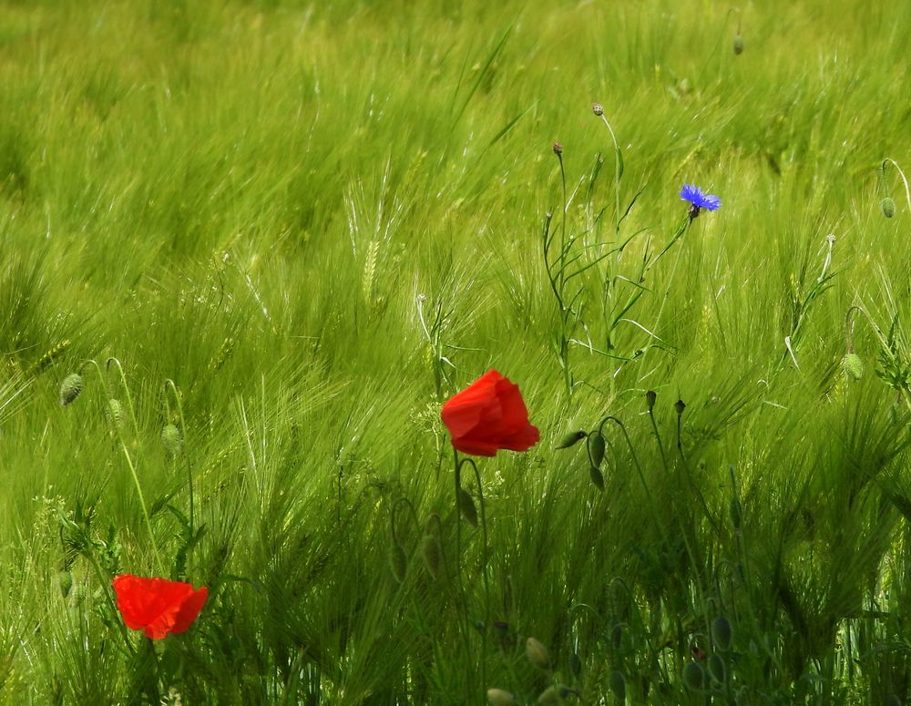 In der Gerste Foto & Bild | natur Bilder auf fotocommunity