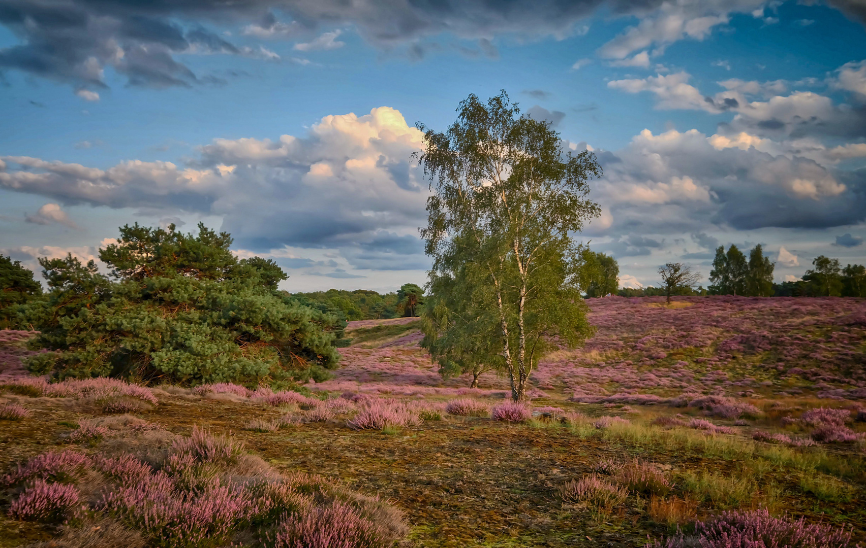In der Heide Foto & Bild | landschaften, bäume, natur Bilder auf ...
