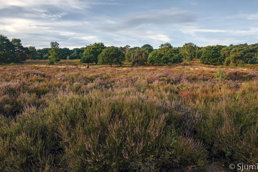 In der Heide Foto & Bild | natur, morgenlicht, landschaft Bilder auf ...