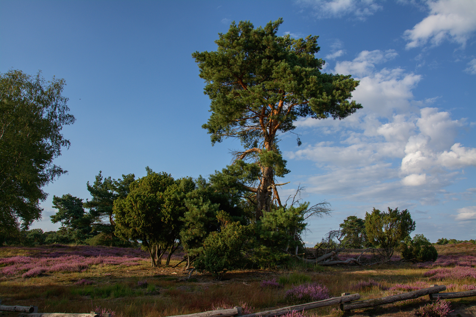 In der Heide Foto & Bild | natur, landschaft, heide Bilder auf ...