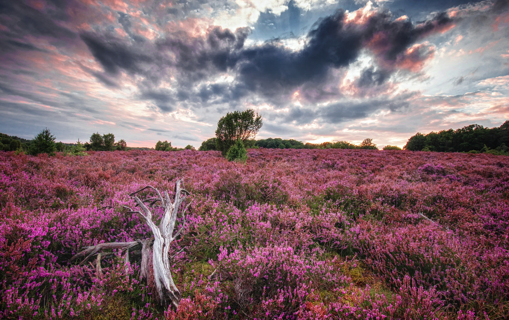 In der Heide Foto & Bild | landschaft, jahreszeiten, sommer Bilder auf ...