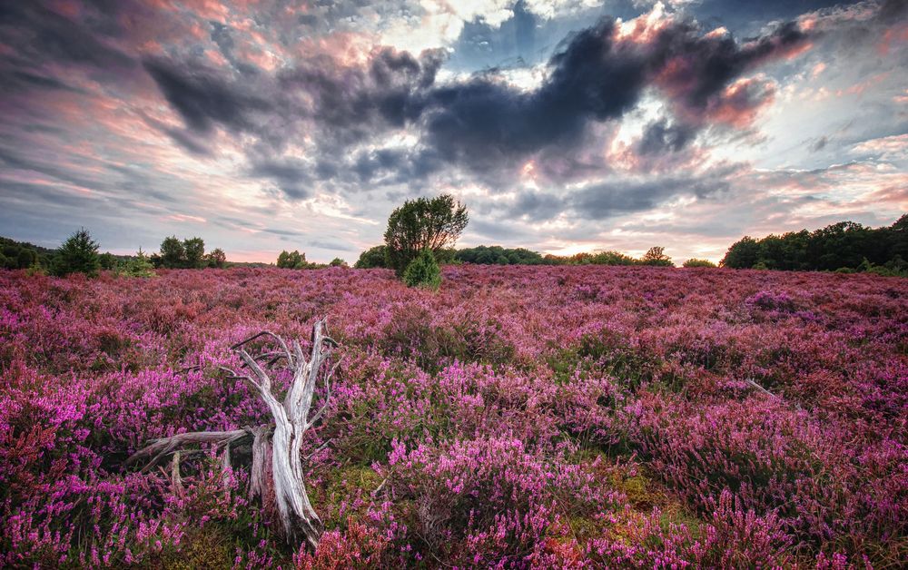 In der Heide Foto & Bild | landschaft, jahreszeiten, sommer Bilder auf ...