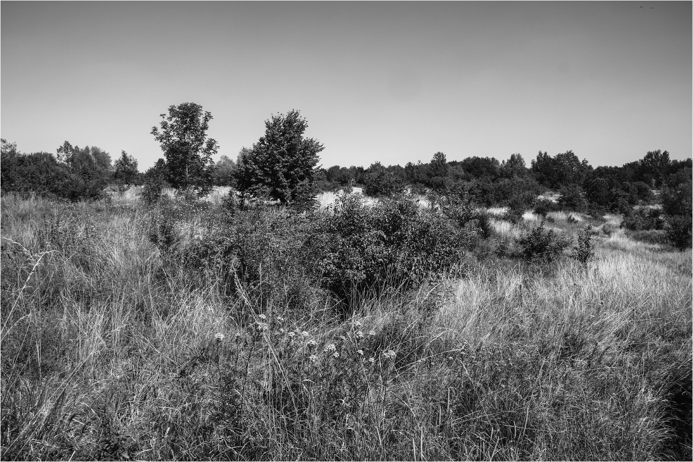 In der heimischen Prärie Foto & Bild | art, world, spezial Bilder auf ...