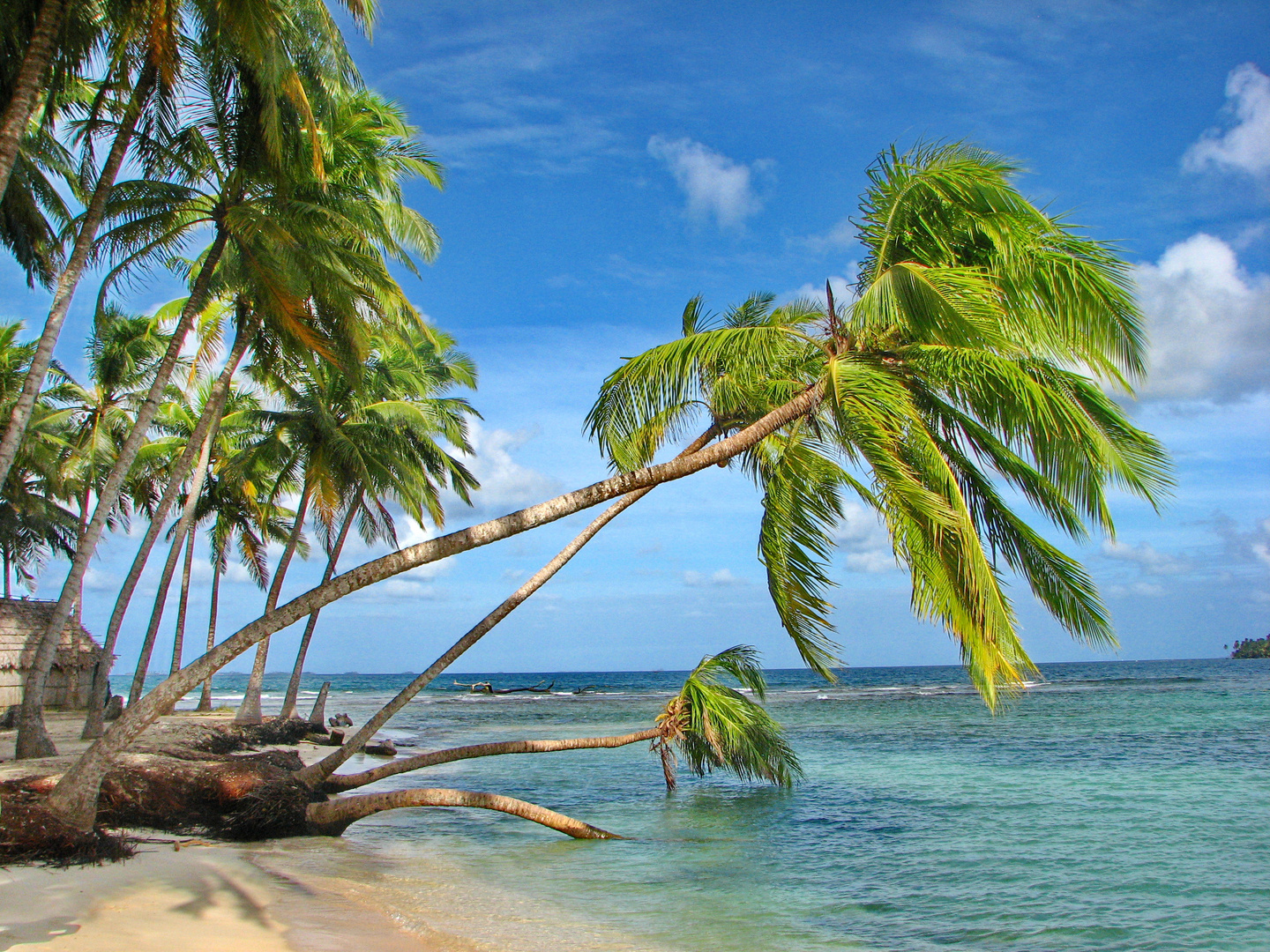 In der Karibik Foto & Bild | natur-kreativ, natur, palmen Bilder auf ...