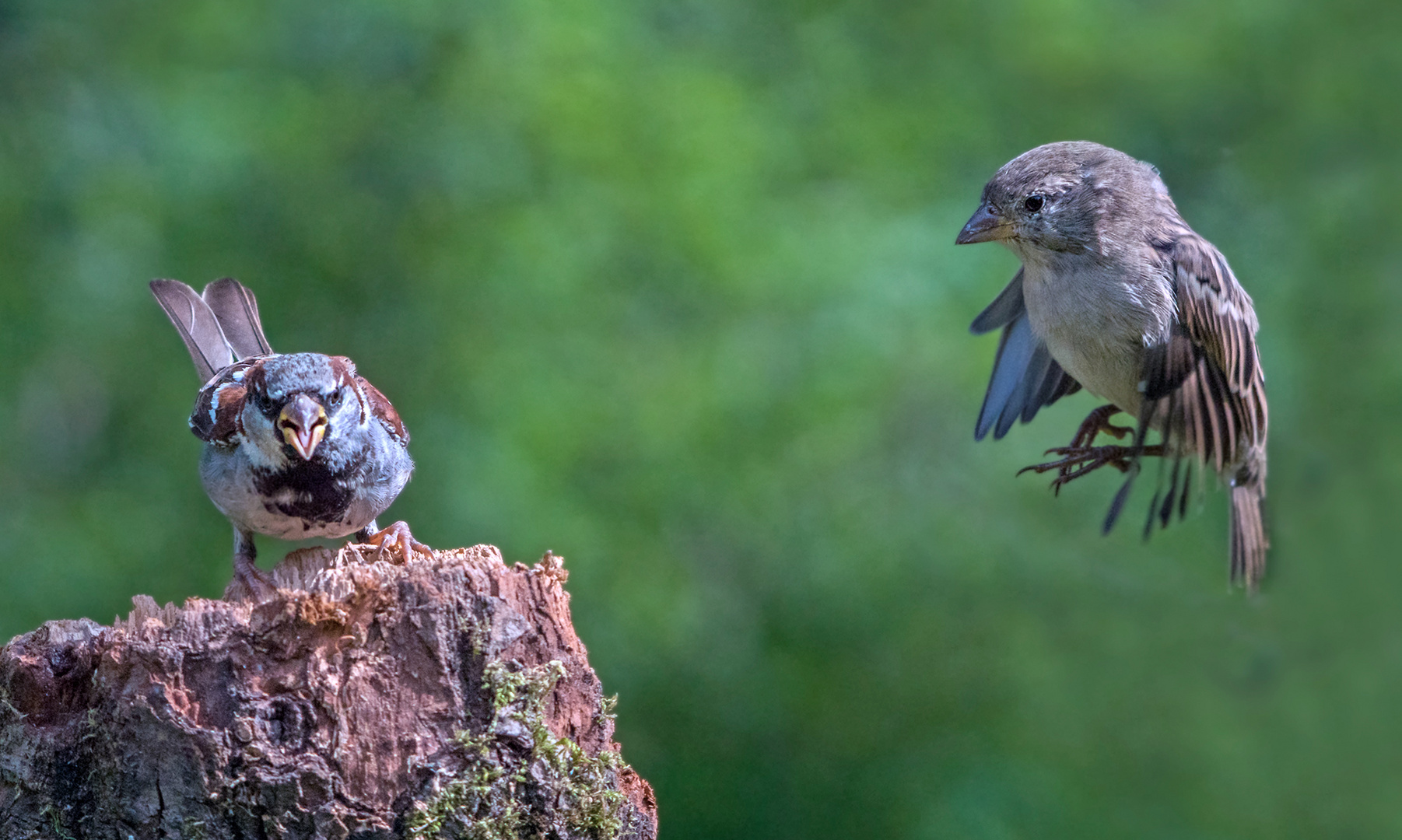 In der Luft Foto & Bild | tiere, wildlife, wild lebende vögel Bilder ...