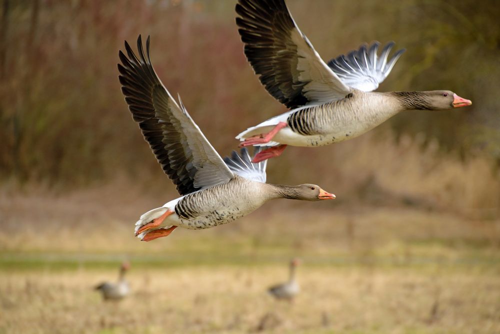 In der Luft. Foto & Bild | tiere, wildlife, wild lebende vögel Bilder ...