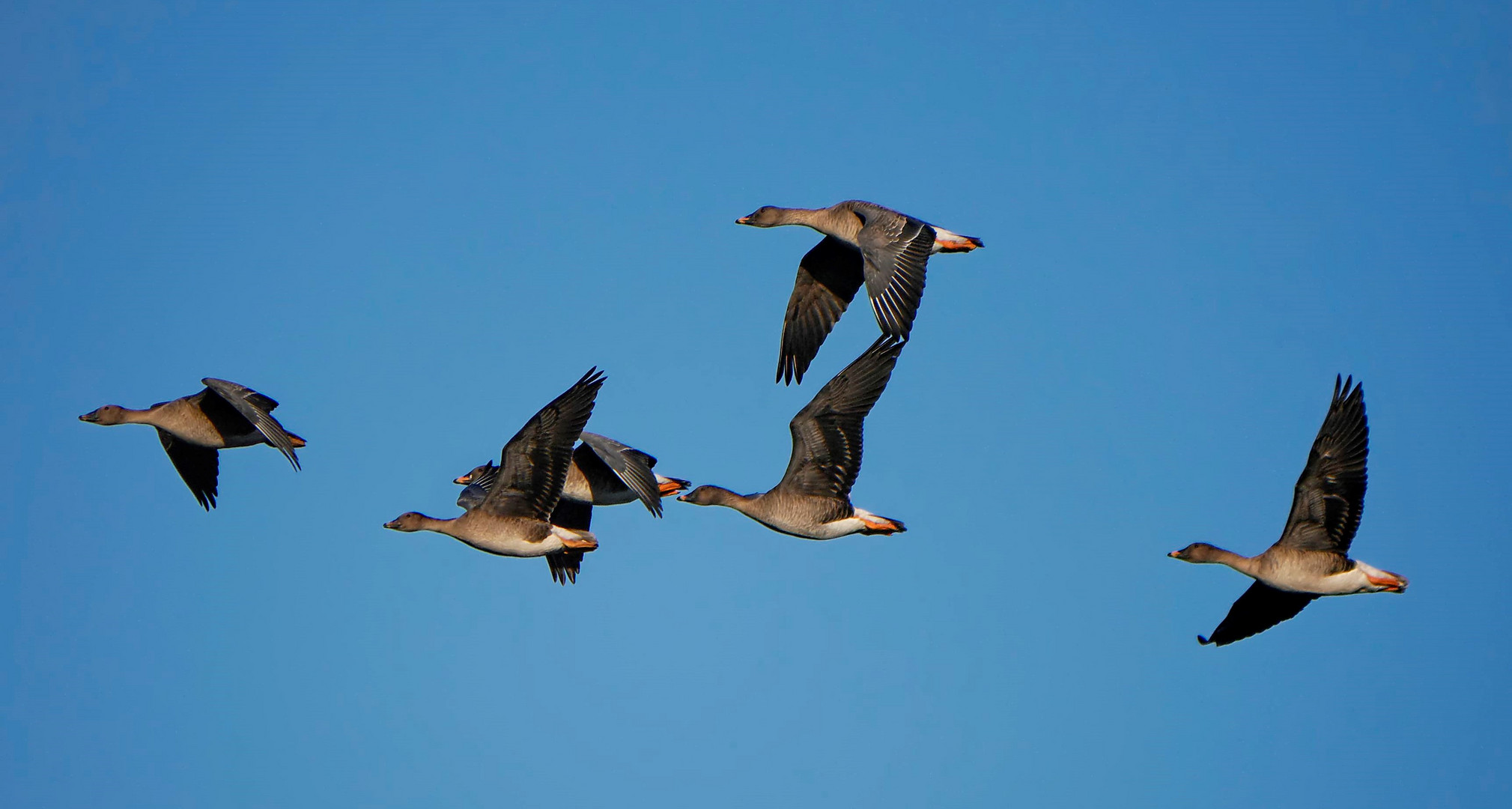 in der Luft ... Foto & Bild | natur, tiere, vögel Bilder auf fotocommunity
